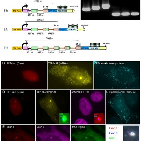 Co Transcriptional Splicing Occurs At The Site Of Transcription A A Download Scientific