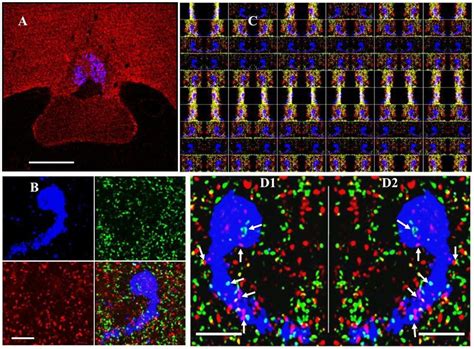 Organization Of Vgat And Vglut2 Synaptic Terminals Onto Gnrh Neurons