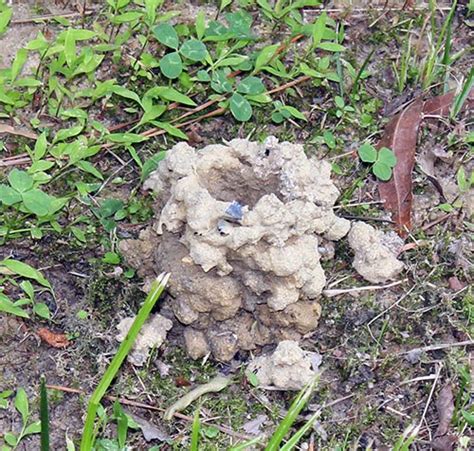 Garden Lady Burrowing Crayfish Whats That Mud Hill Near The Ditch