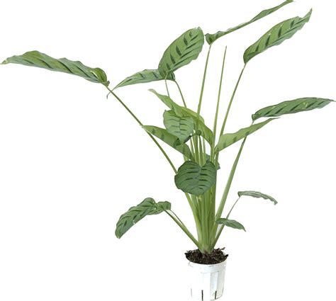 Calathea Leopardina Goeppertia Concinna Canopi Plants