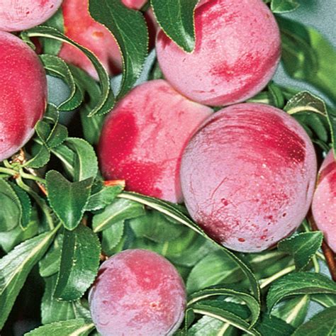 Ruby Sweet Plum Trees Abundant Producer Medium Size Dark Ruby Skin With Delicious Golden