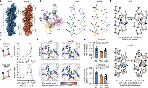 Actin Nucleotide State Modulates Subunit Shearing During Filament