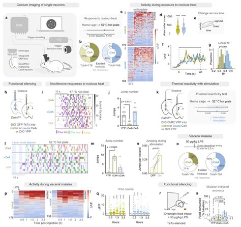 Nature子刊丨痛觉杏仁核亚区对恐惧记忆编码的差异性 脑医汇