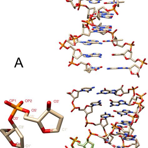 Molecular Structure Of Dna And The Deoxyribose Phosphodiester Backbone Download Scientific