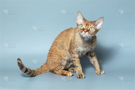 有趣的德文雷克斯猫品种坐在蓝色的背景上