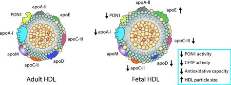 Schematic Representation Of Differences Between Adult And Fetal Hdl Download Scientific