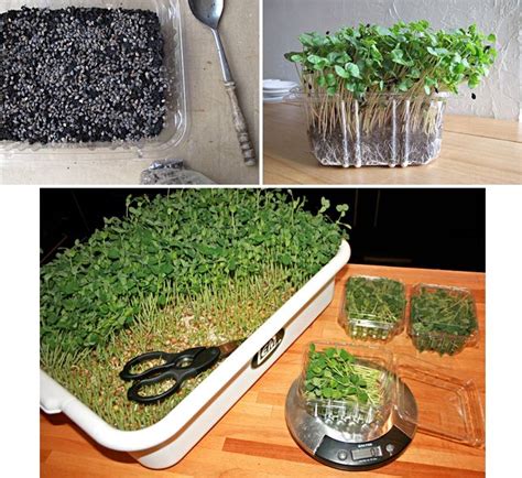 Как выращивать микрозелень в домашних условиях Lifestyle Селдон Новости