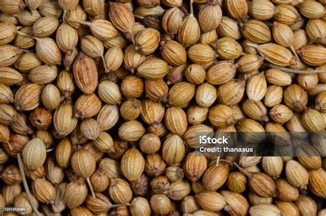 말린 고수 씨 작은 공 흰색 창백한 또는 옅은 갈색의 카레 페이스트로 사용되는 향기로운 향기를 클로즈업 0명에 대한 스톡 사진 및 기타 이미지 Istock