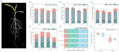 Integrated Transcriptomic And Metabolomic Analysis Of Exogenous Naa Effects On Maize Seedling