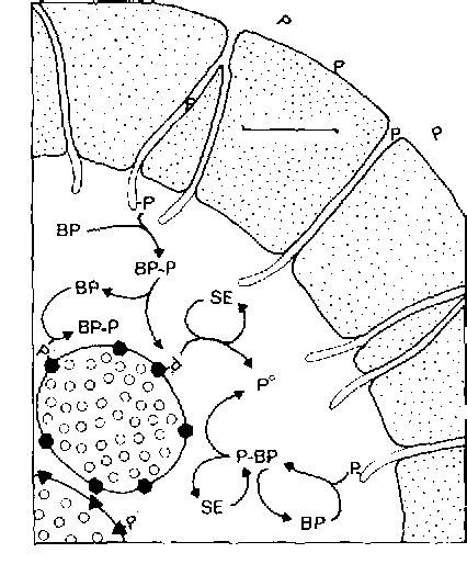 Figure 1 From Sex Pheromone Receptor Proteins Visualization Using A Radiolabeled Photoaffinity