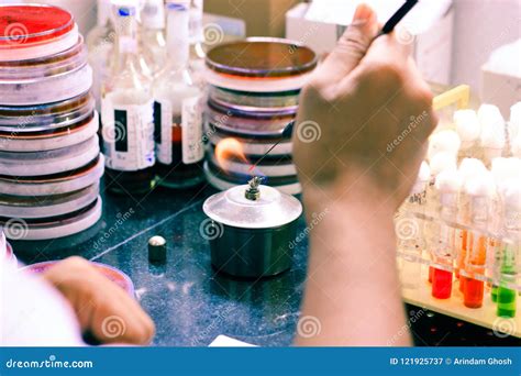 Microbiological Inoculation Loop Being Heated In A Spirit Lamp Flame