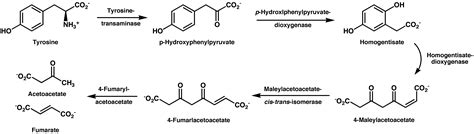 Thyroxine Thyroxine Formula