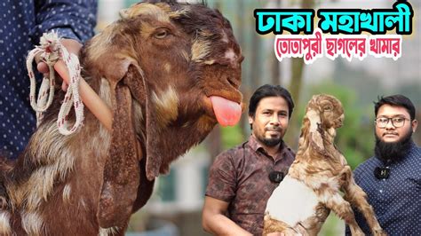 ঢাকার প্রান্তিক খামারীর কাছে থেকে জিবলা তোতাপুরী বাচ্চা সহ। জিবলা তোতা