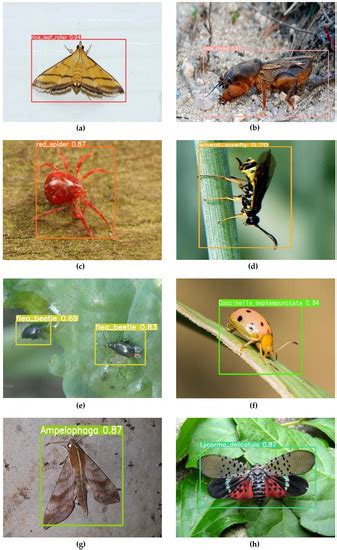 A Lightweight Crop Pest Detection Algorithm Based On Improved Yolov5s