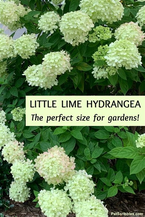 Dwarf Limelight Hydrangea