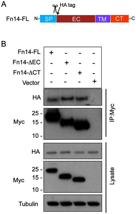 A Schematic Representation Of The Expression Construct Encoding The