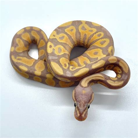 Sale Banana Yellow Belly Female Maker Ball Python By Royal