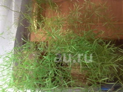 аспарагус — купить в Красноярске Горшечные растения и комнатные цветы на интернет аукционе