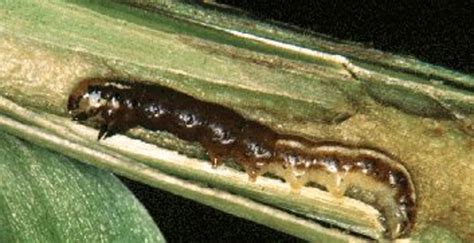 Corn Insect Pests Cropwatch Nebraska