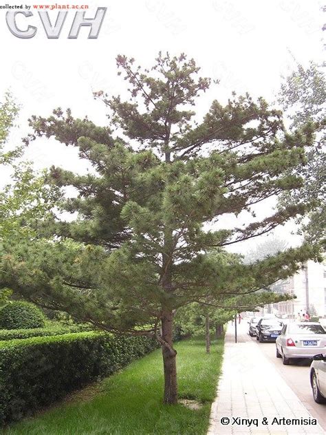 Pinus Armandii Franch