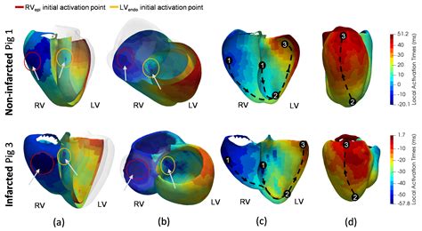Applied Sciences Free Full Text Meshless Electrophysiological Modeling Of Cardiac