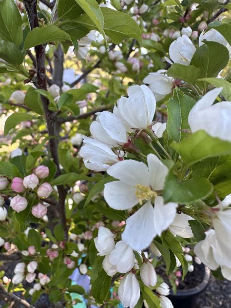Flowering Crabapple Trees — Sunnyside Nursery