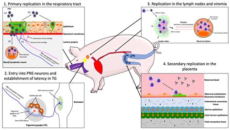 The Neuropathic Itch Caused By Pseudorabies Virus