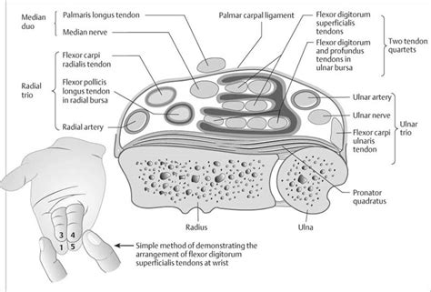 Extensor Compartment Radiology At Phoebe Bateman Blog