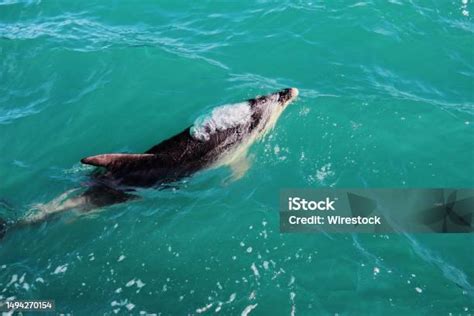 장난기 많은 돌고래가 뉴질랜드 베이오브아일랜즈의 수정처럼 푸른 물에서 해안 근처를 헤엄치고 있다 결정체에 대한 스톡 사진 및 기타 이미지 Istock