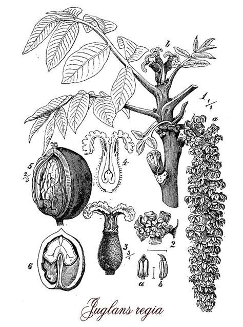 Walnut Tree Drawing