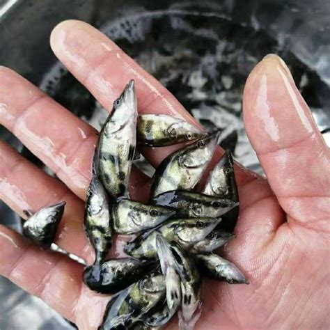 金桂鱼产地 金桂鱼 第14页 大山谷图库