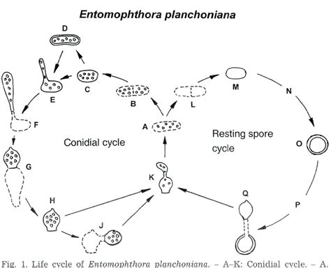 Zygomycetes Life Cycle