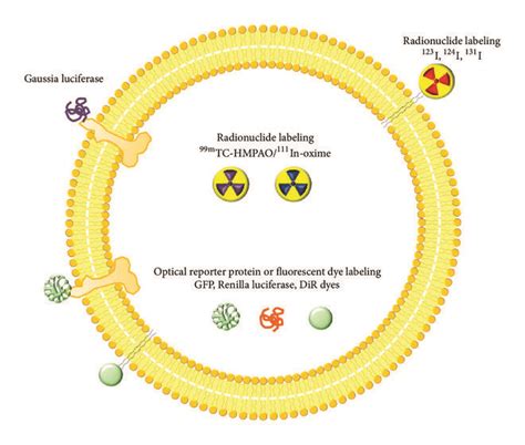 Strategy For Labeling Of Extracellular Vesicles Gfp Green Fluorescent Download Scientific