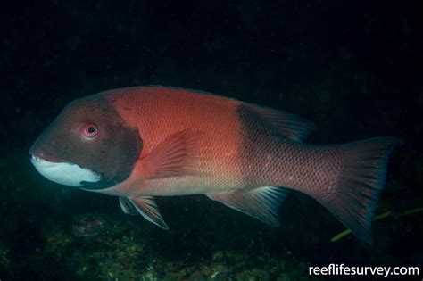 Semicossyphus Pulcher California Sheephead