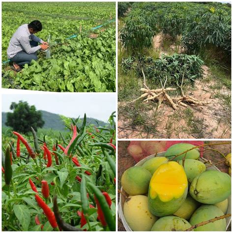 អាជ្ញាធរខេត្តប៉ៃល ទូរទស្សន៍ជាតិខេត្តសៀមរាប Tv Siem Reap Facebook