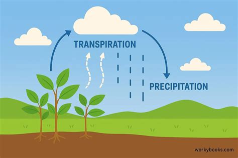 Transpiration Definition Examples Quiz Faq Trivia