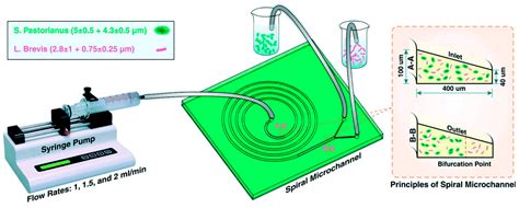 Application Of Microfluidics For Bacterial Identification