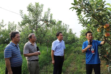 我所成功举办河北省苹果早熟品种品鉴暨现场观摩活动 我所成功举办河北省苹果早熟品种品鉴暨现场观摩活动 综合动态 本所动态 河北省农林科学院