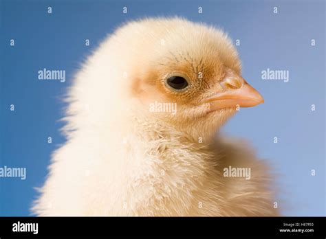 Domestic Chicken Gallus Domesticus Banty Morph Hatchling Stock