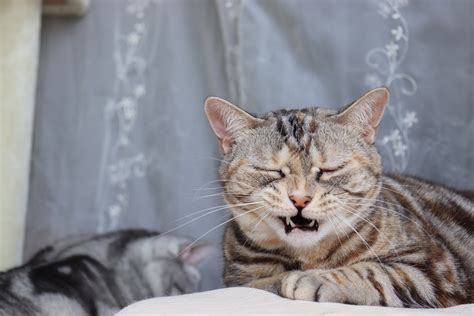 元気そうな猫がくしゃみをするのは病気？ 獣医師が原因と見分け方を解説 となりのカインズさん