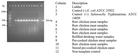 Detection Of Salmonella Spp Using The Pcr Technique From Different Download Scientific Diagram