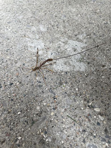 What Is This Long Tailed Bug Rwhatsthisbug