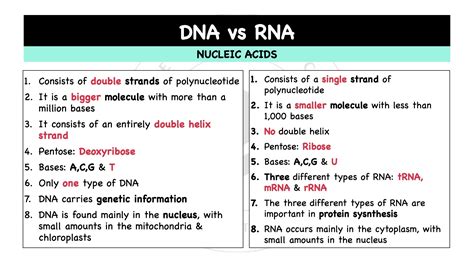 Nucleic Acids Dna Vs Rna The Theoretical Doctor