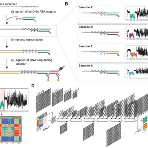 Pdf Barcoding And Demultiplexing Oxford Nanopore Native Rna Sequencing Reads With Deep