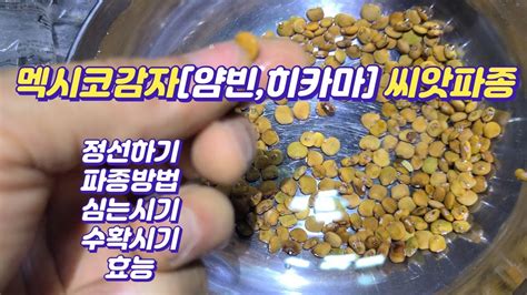 히카마 재배방법 및 심는시기 멕시코감자재배 얌빈재배 Youtube