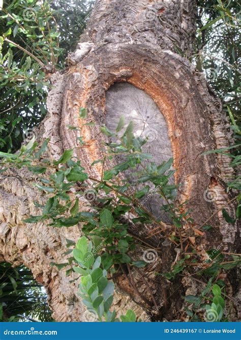 Scaring Of Trunk Of Tree Stock Image Image Of Nature 246439167