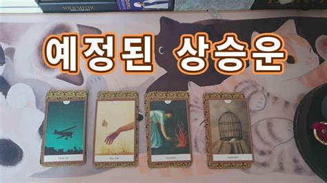 타로 나를 위해 준비된 비행 ️ Youtube