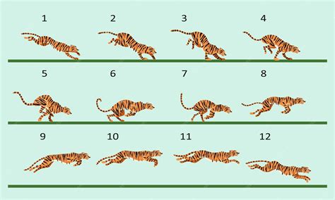 Tiger Walk Cycle