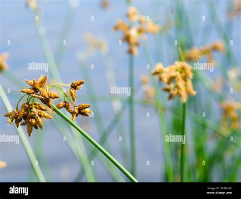 Flowering Lake Reed Scirpus Lacustris On The River Bank Schenoplektus Schoenoplectus Of The
