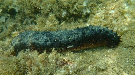 Sea Cucumber Model